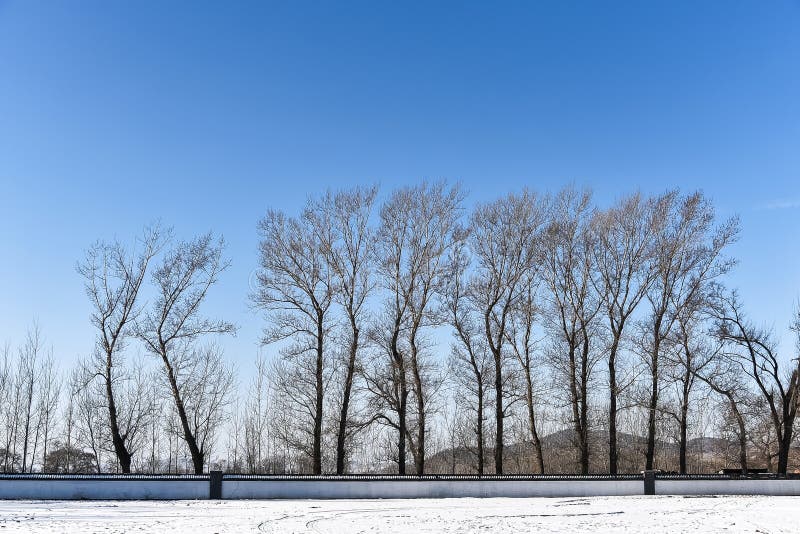 Winter Landscape with Trees and Forest, Dry Tree without Leaf with Sky ...