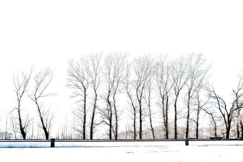 Winter Landscape with Trees and Forest, Dry Tree without Leaf with Sky ...