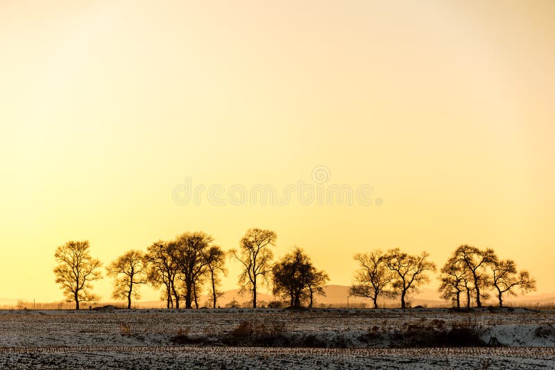 Winter Landscape with Trees and Forest, Dry Tree without Leaf with ...