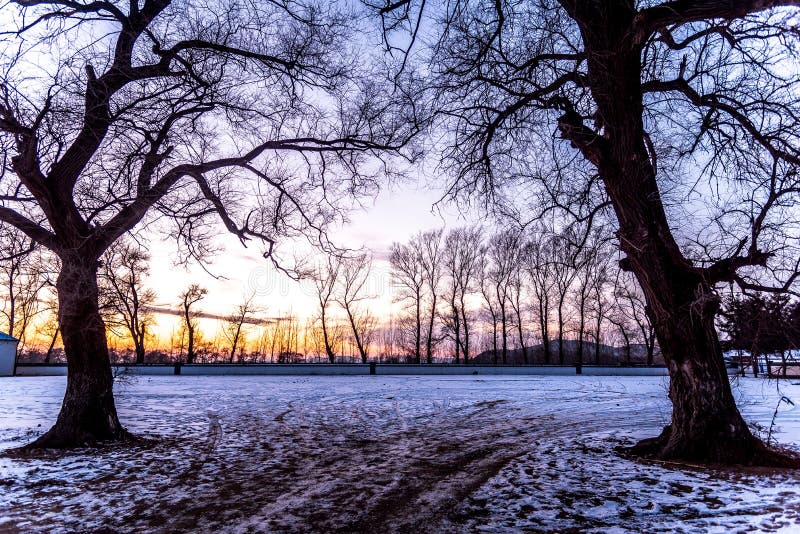 Winter Landscape with Trees and Forest, Dry Tree without Leaf with ...