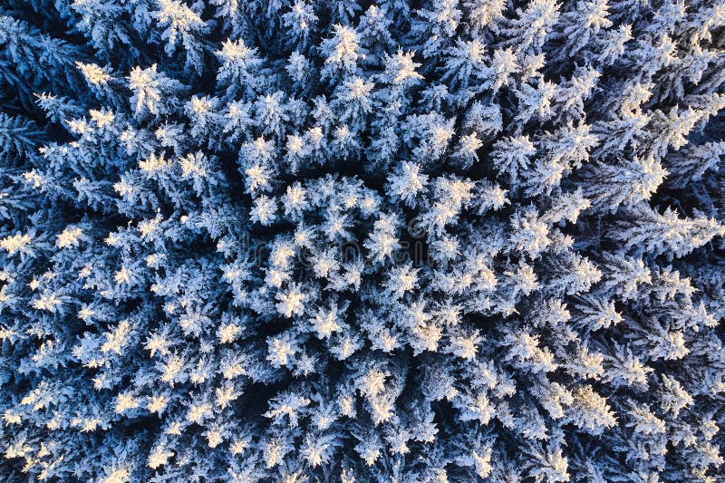 Winter Landscape with Trees in Frost and Snow. Top View of Snow Trees ...