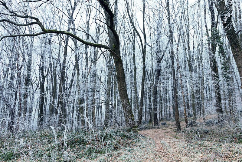 Winter Landscape. Trees in Hoarfrost. Forest Cold Season. Stock Image ...
