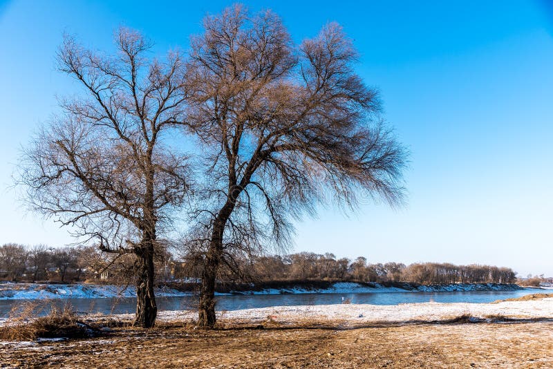 Winter Landscape with Trees, River and Forest, Dry Tree without Leaf ...