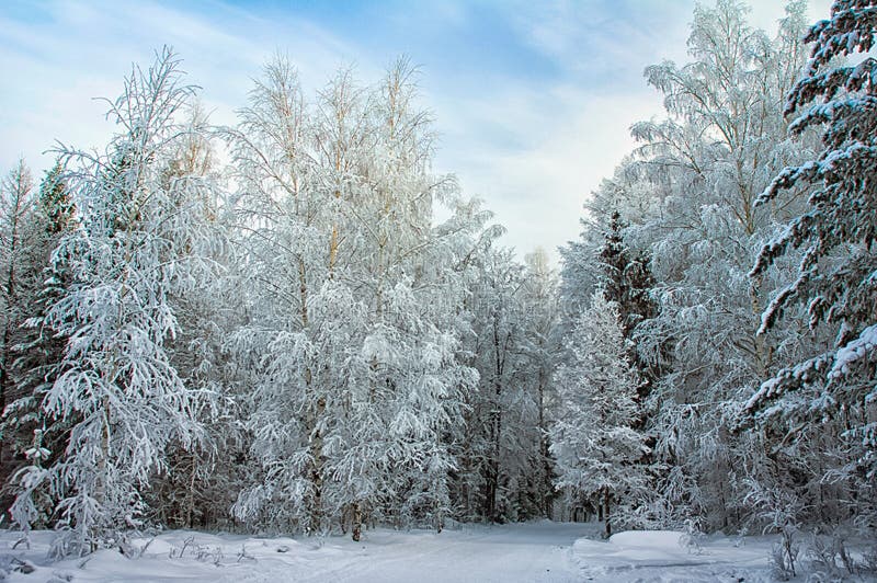 Winter Landscape. Trees in the Snow. Snow and Frost Stock Photo - Image ...