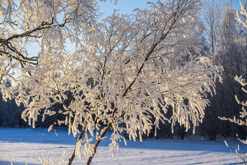 Winter Landscape with Trees when the Snow Has Settled Nicely on the ...