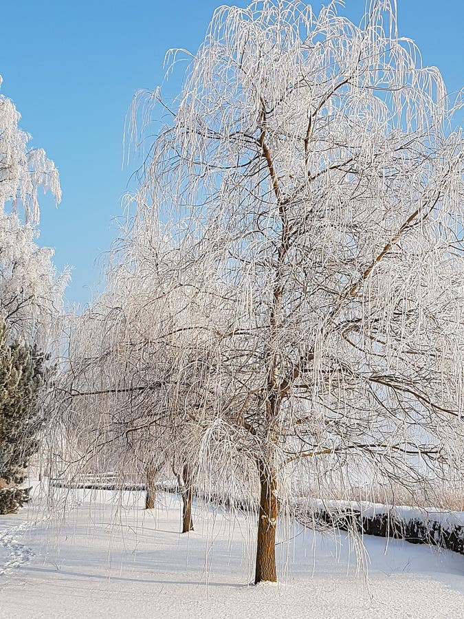 Winter Landscape with Trees on Which the Branches are Covered with ...