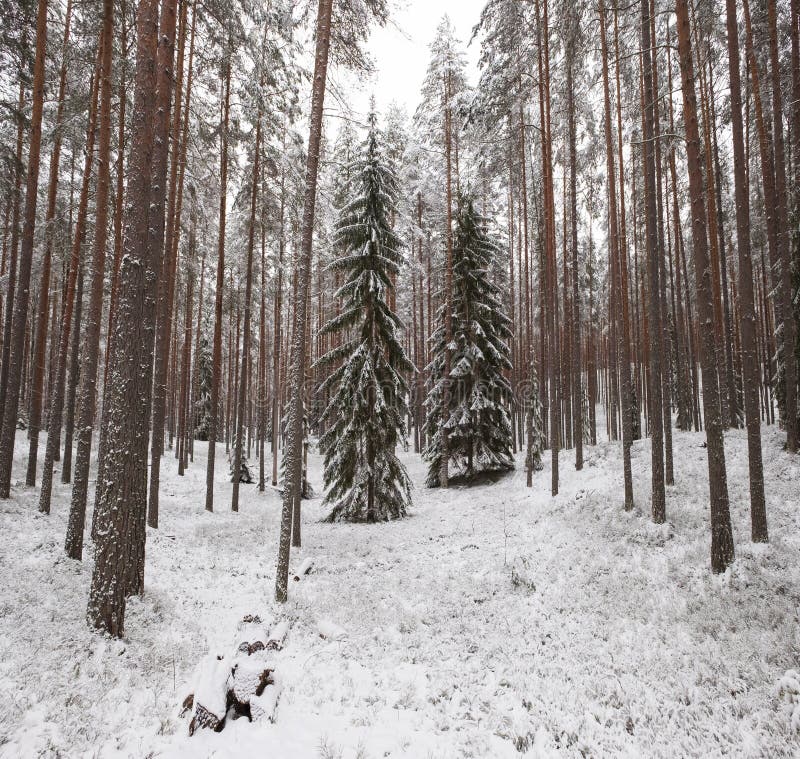 Winter Landscape, Fir Trees in a Pine Snowy Forest Stock Image - Image ...