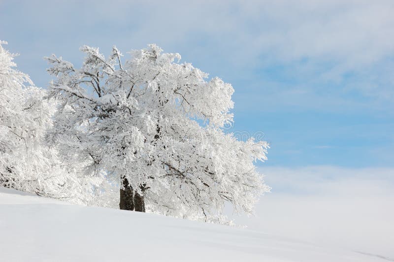 Winter Landscape, Ukraine -3 Stock Image - Image of spruce, nature ...