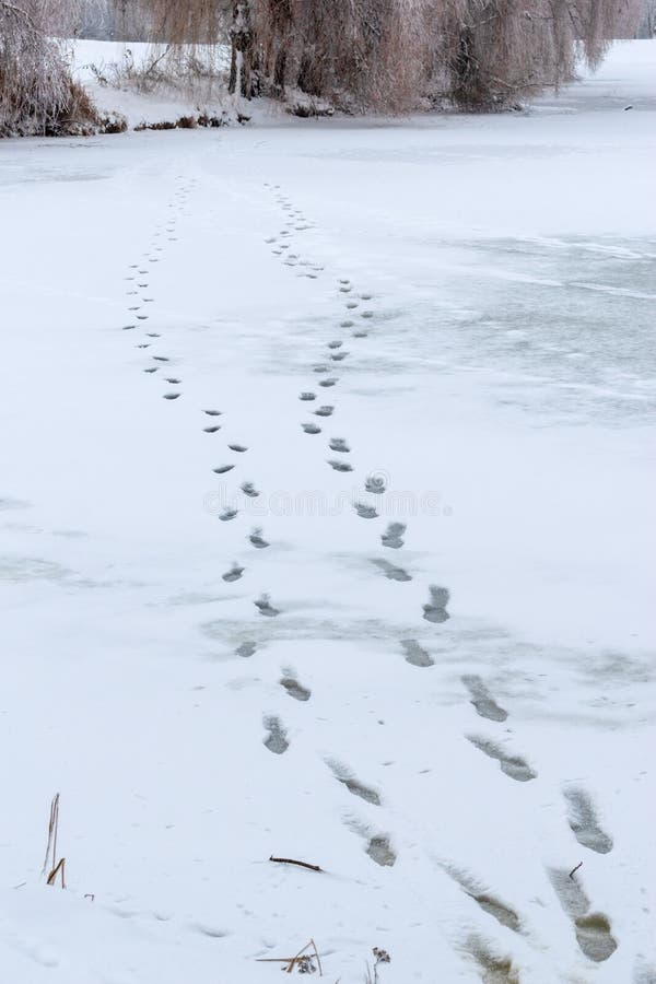 Winter Landscape. Winter Weather Snow is on the Ground Stock Image ...