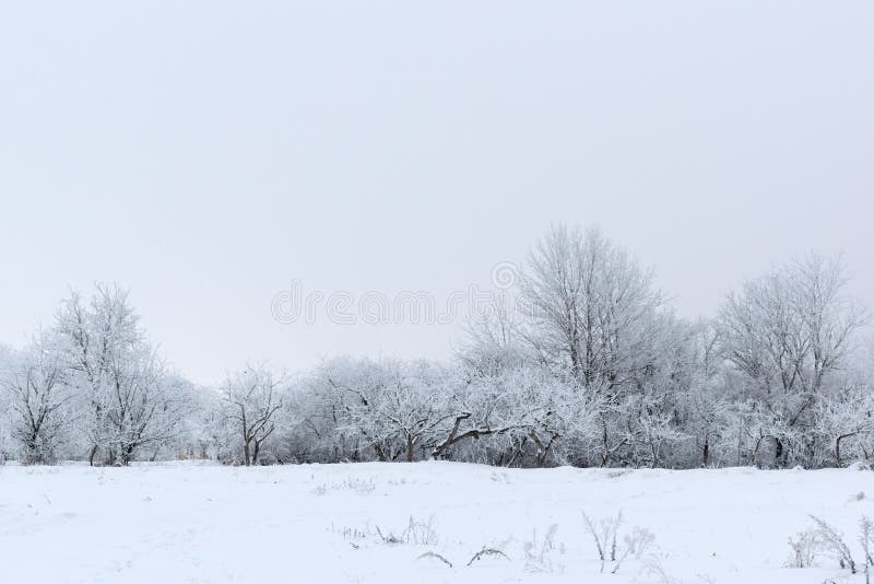 Winter Landscape. Winter Weather Snow is on the Ground Stock Photo ...