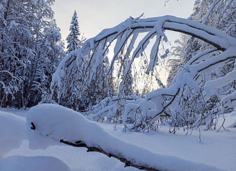 Winter Landscape with White Snow Caps on Trees and Snowfall Stock Photo ...