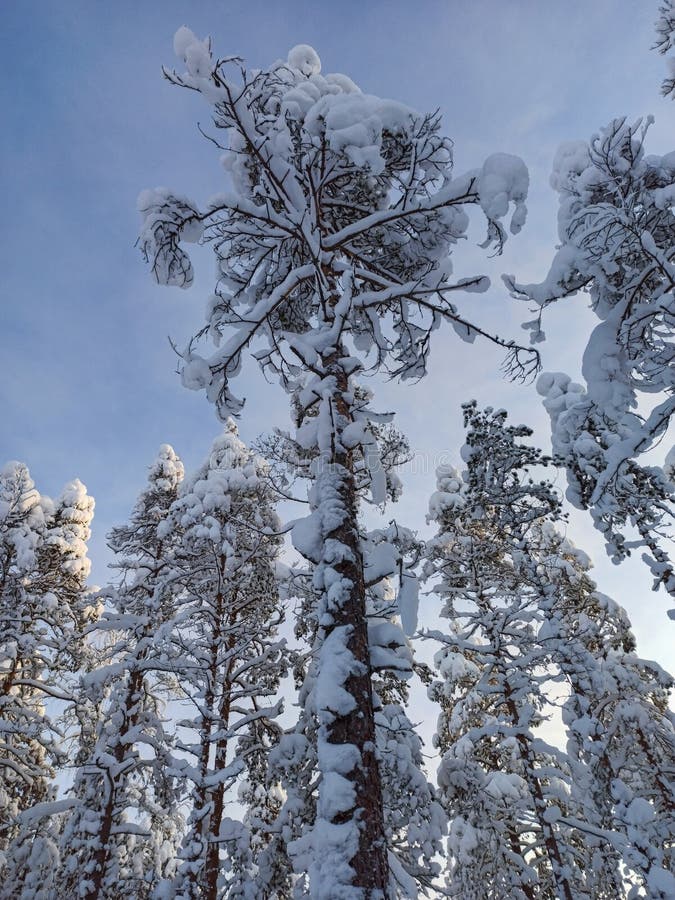 Winter Landscape with White Snow Caps on Trees and Snowfall Stock Image ...