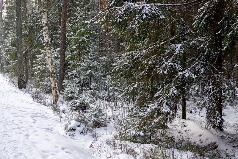 Winter Landscape, the Whole Forest Strewn with Snow Stock Image - Image ...
