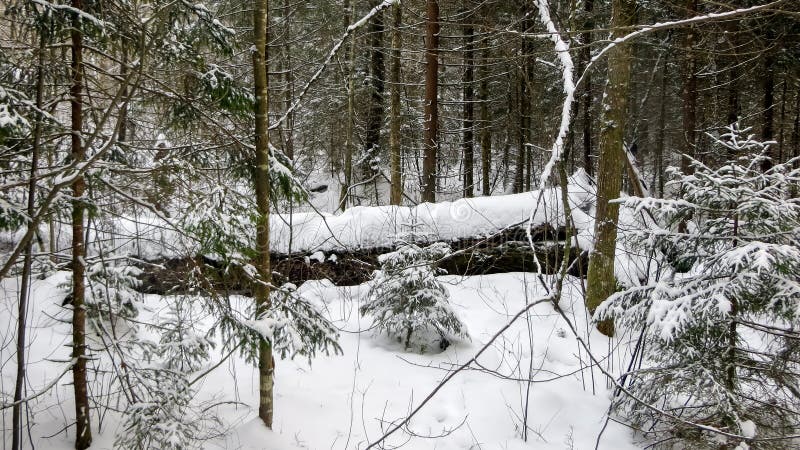 Winter Landscape, the Whole Forest Strewn with Snow Stock Photo - Image ...