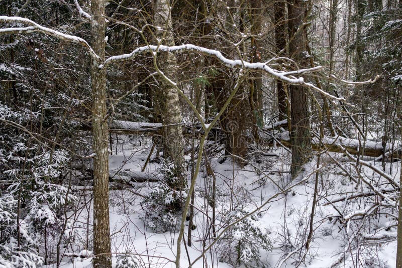 Winter Landscape, the Whole Forest Strewn with Snow Stock Image - Image ... Winter Landscape, the Whole Forest Strewn with Snow Stock Image - Image ...