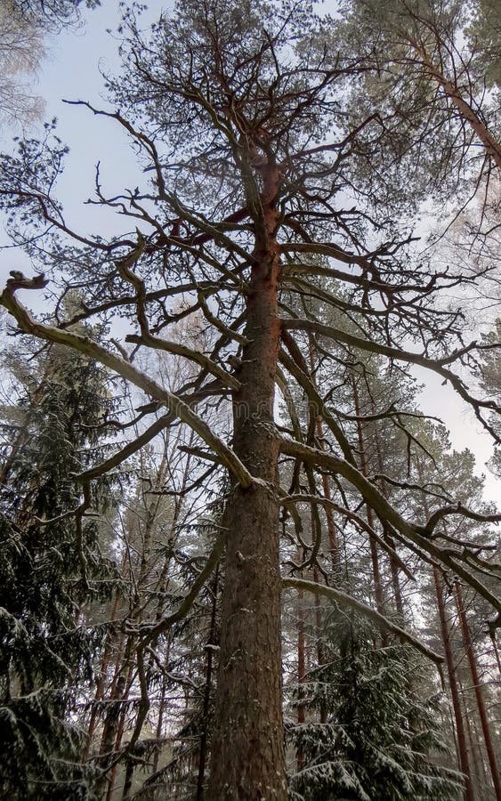 Winter Landscape, the Whole Forest Strewn with Snow Stock Image - Image ... Winter Landscape, the Whole Forest Strewn with Snow Stock Image - Image ...