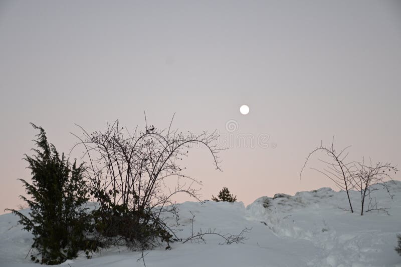 Winter Landscape of Wild Roses in the Snow Stock Image - Image of ...