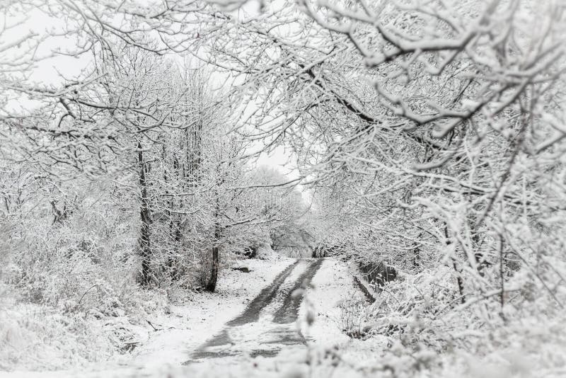 Winter Landscape in the Woods with a Path between Snow-covered Bare ...