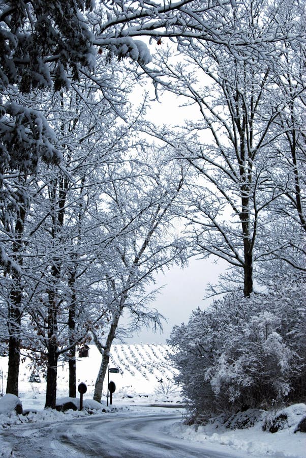 Winter Lane stock image. Image of road, field, snow, cold - 36295663