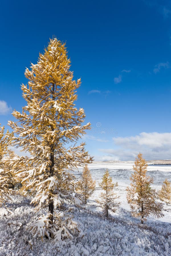 Winter larches stock image. Image of tree, rock, austria - 53992439