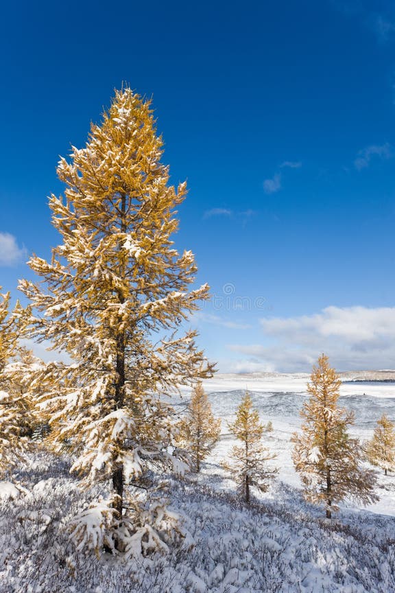 Winter larches stock image. Image of snow, beauty, mountains - 16425845