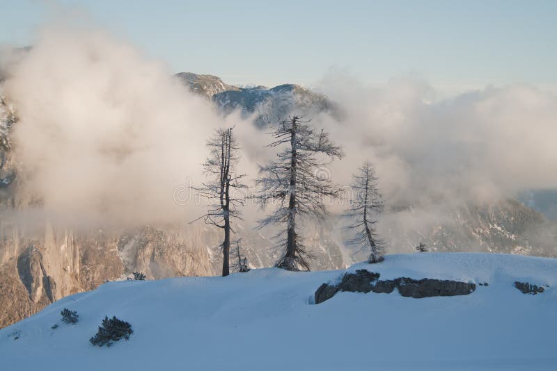 Winter larches stock image. Image of tree, rock, austria - 53992439