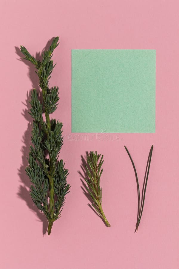 Winter Layout Made with Evergreen Tree Branch. Stock Image - Image of ...