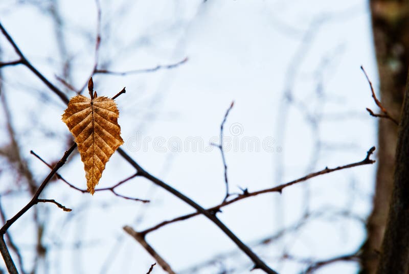 Winter leaf stock image. Image of environment, carpinus - 29502989
