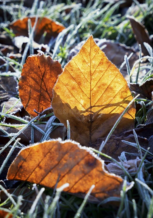 Winter leaf stock photo. Image of frosty, covered, closeup - 36506042