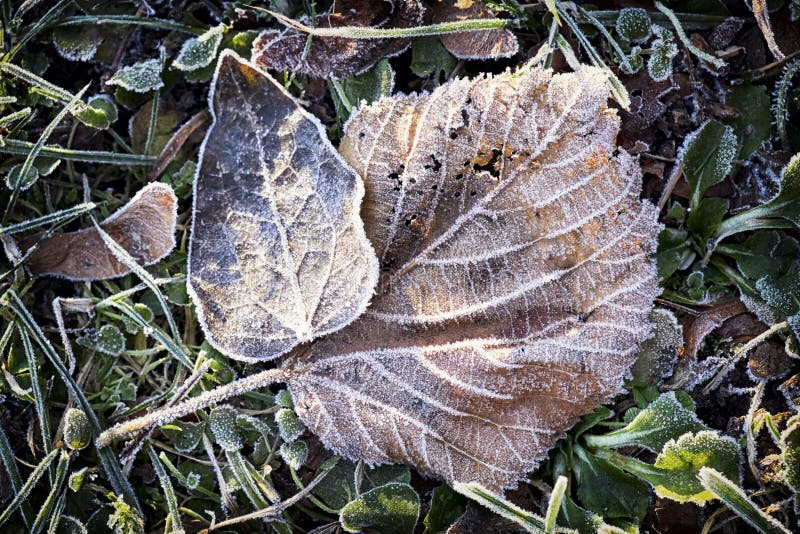 Winter leaf stock photo. Image of closeup, macro, nature - 36478866