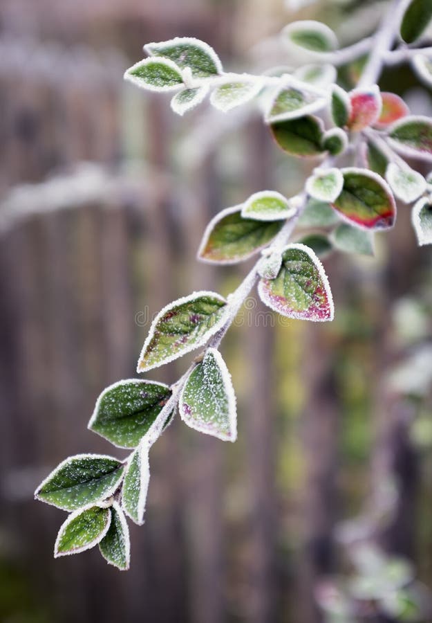 Winter leaf stock photo. Image of frosty, covered, closeup - 36506042
