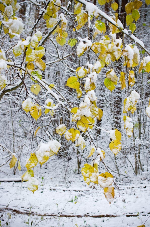 Winter leaves stock image. Image of frost, outdoor, seasons - 28848589
