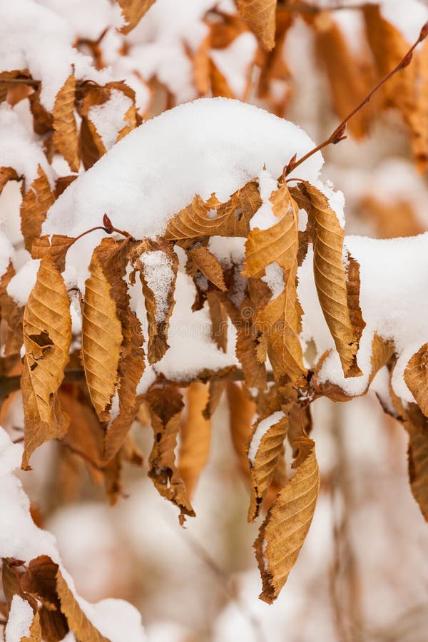 Winter leaves stock image. Image of leaf, rusty, season - 57987423