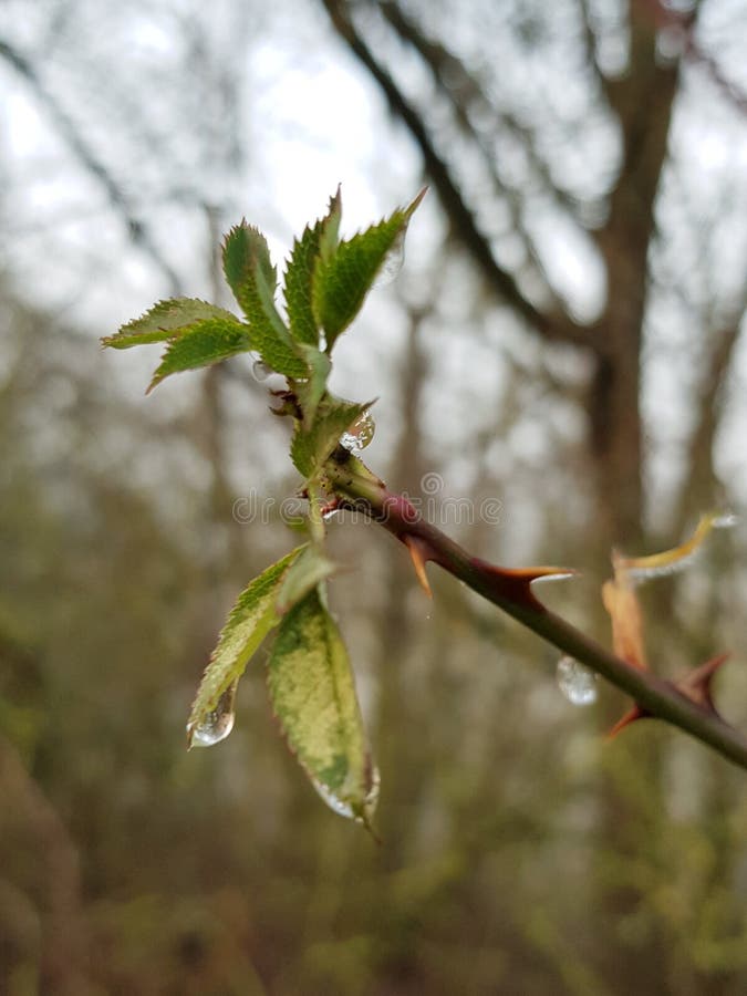 Winter Leaves Hold the Cold Water Droplets Stock Photo - Image of ...