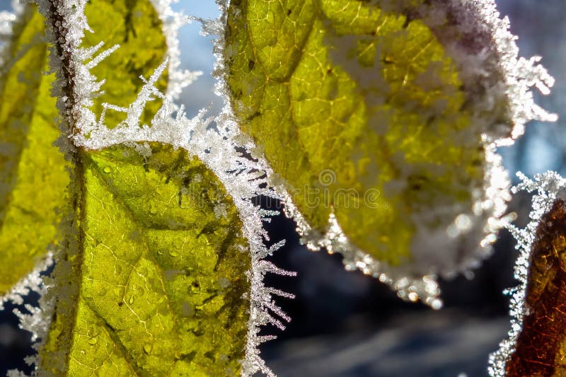 Winter stock photo. Image of cold, leaves, leaf, winter - 89601858