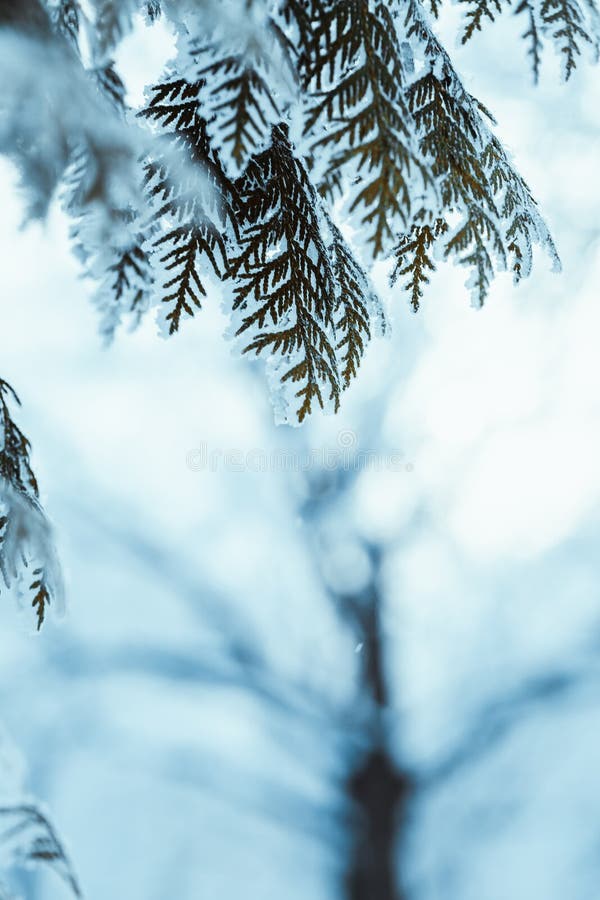 Winter Light Dark Green Larch Branches in the Snow Stock Photo - Image ...