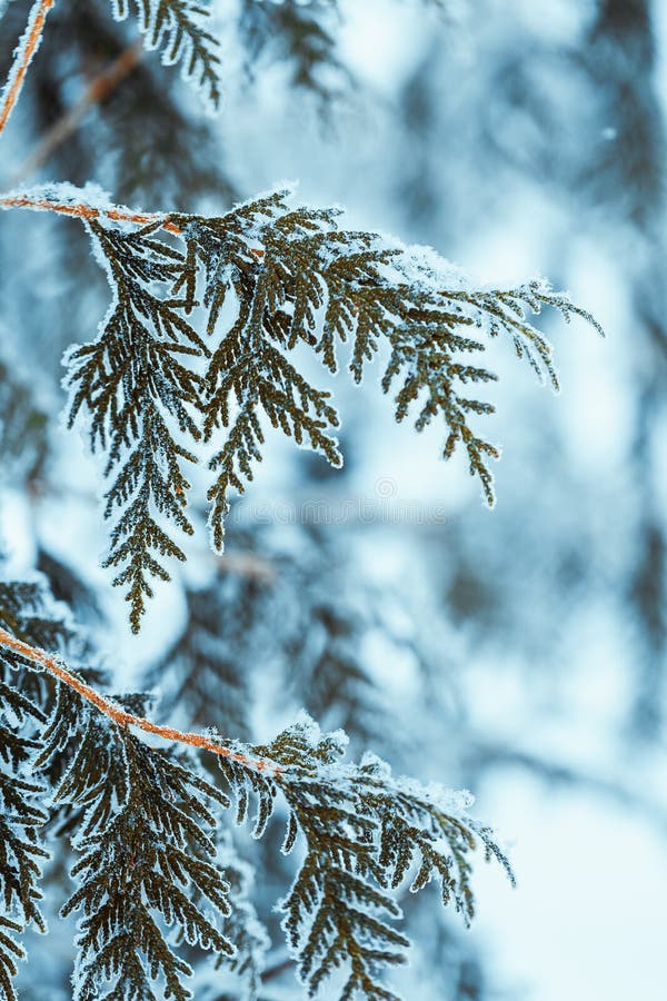 Winter Light Dark Green Larch Branches in the Snow Stock Photo - Image ...