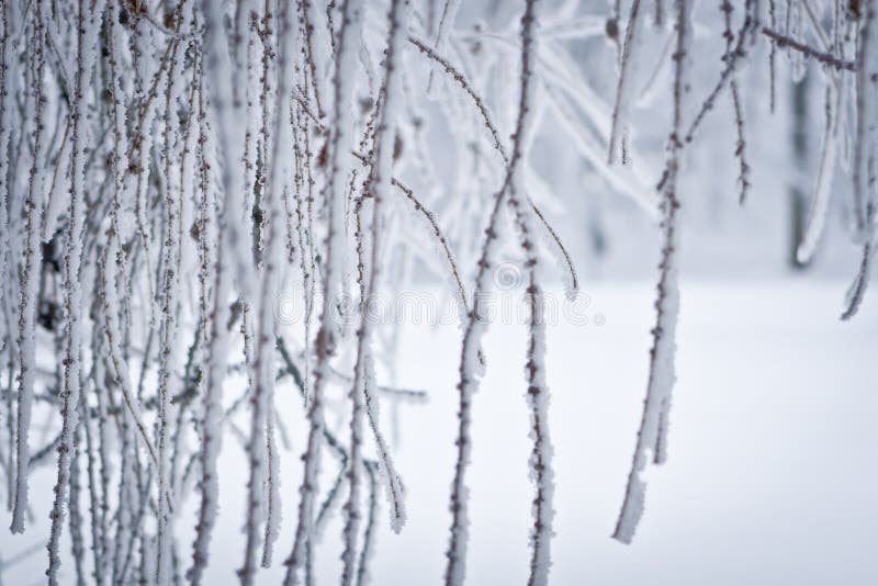 Winter Lines stock photo. Image of cold, firtree, tree - 12539832