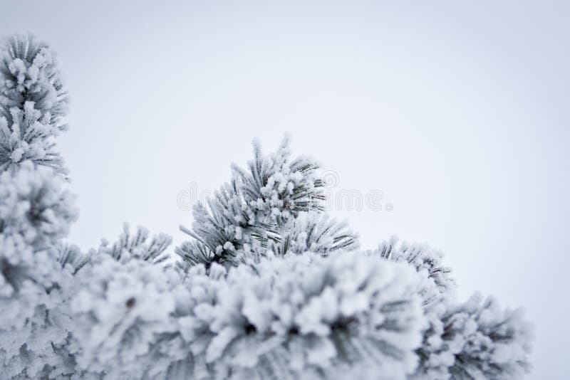 Winter Lines stock photo. Image of cold, firtree, tree - 12539832