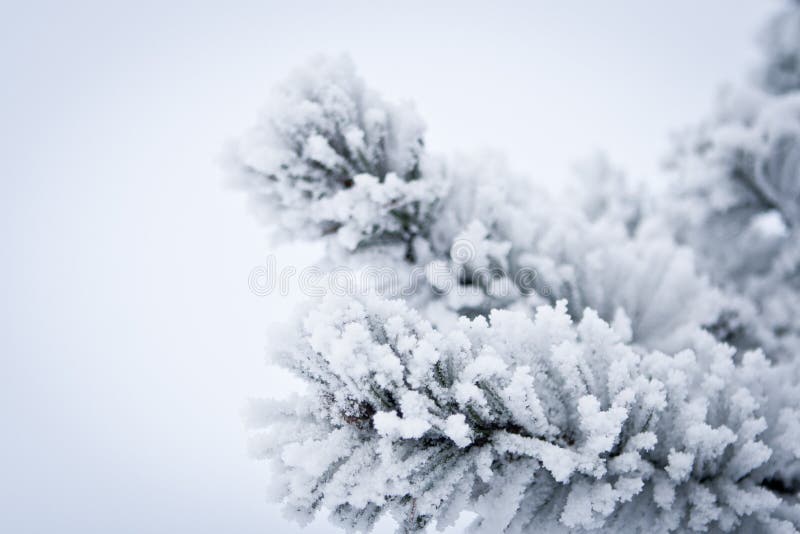 Winter Lines stock photo. Image of cold, firtree, tree - 12539832