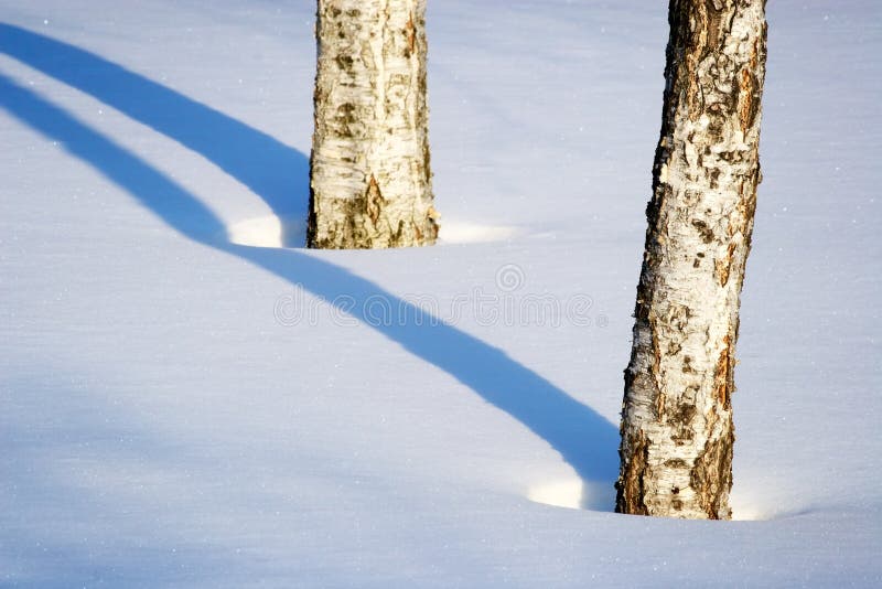 Winter Lines stock photo. Image of cold, firtree, tree - 12539832