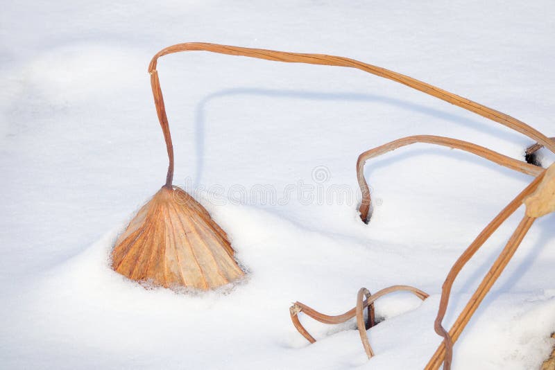 Winter lotus leaf stock image. Image of snow, white - 170976869