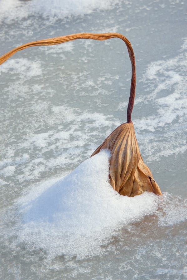 Winter lotus leaf stock image. Image of frigidity, leaf - 170976905