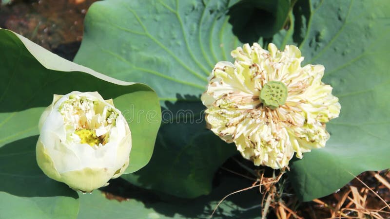 The Winter Lotuses Withered Stock Footage - Video of hindu, india ...