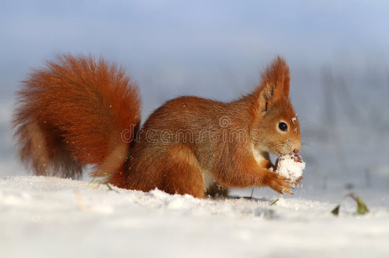 Winter lunch stock photo. Image of winter, natural, tail - 17744032