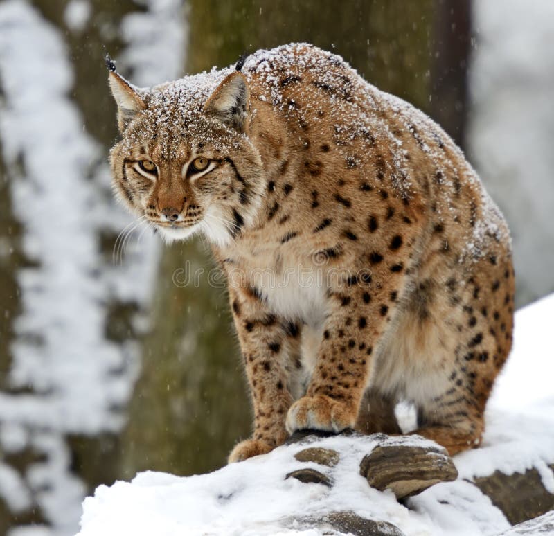 Lynx in winter stock image. Image of danger, north, felis - 23017491