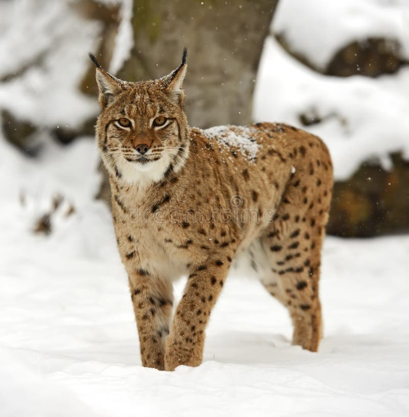 Winter Lynx stock image. Image of vegetation, lynx, snow - 37485203