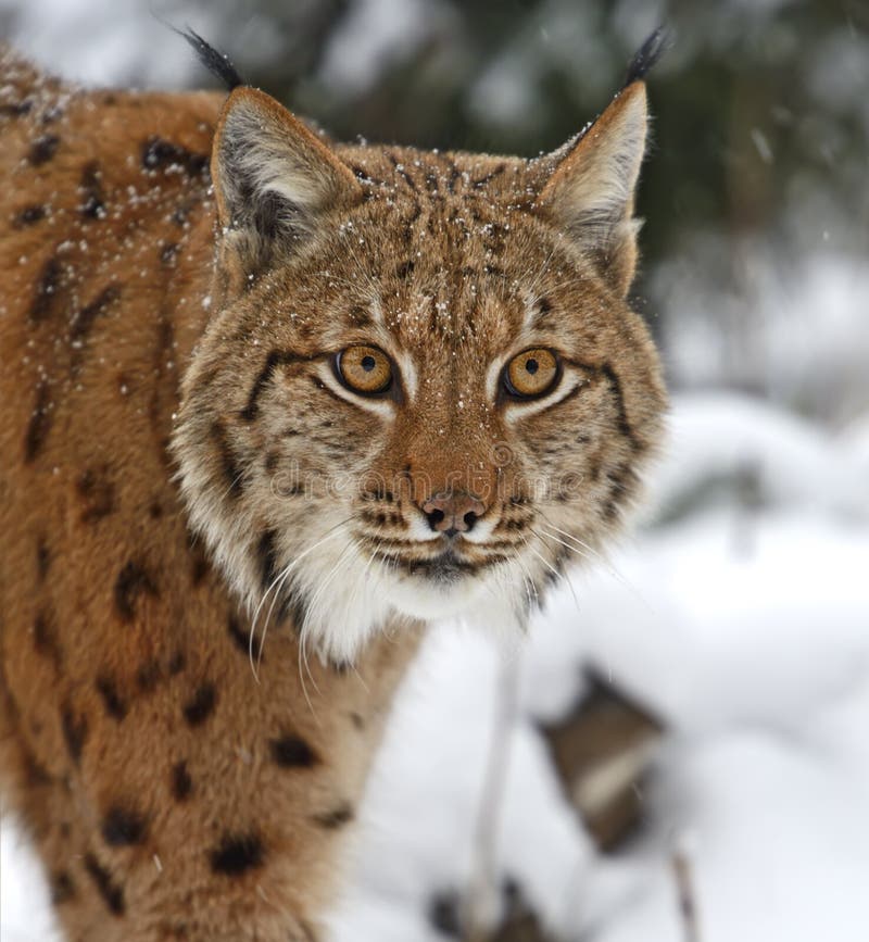 Winter Lynx stock photo. Image of predatory, vegetation - 45256880