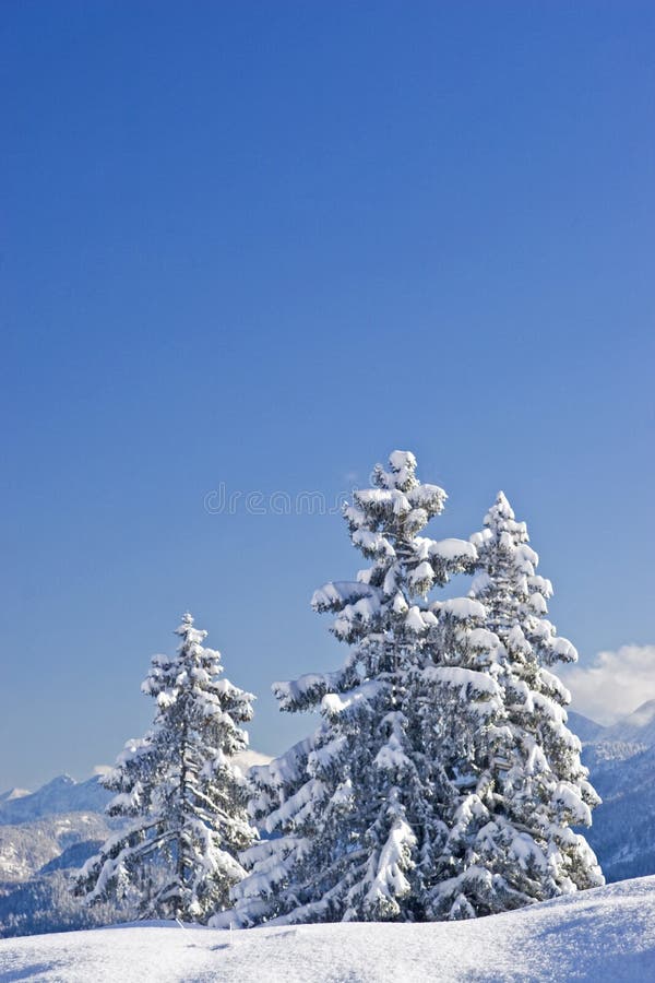 Winter magic stock photo. Image of trees, holiday, cold - 17737458
