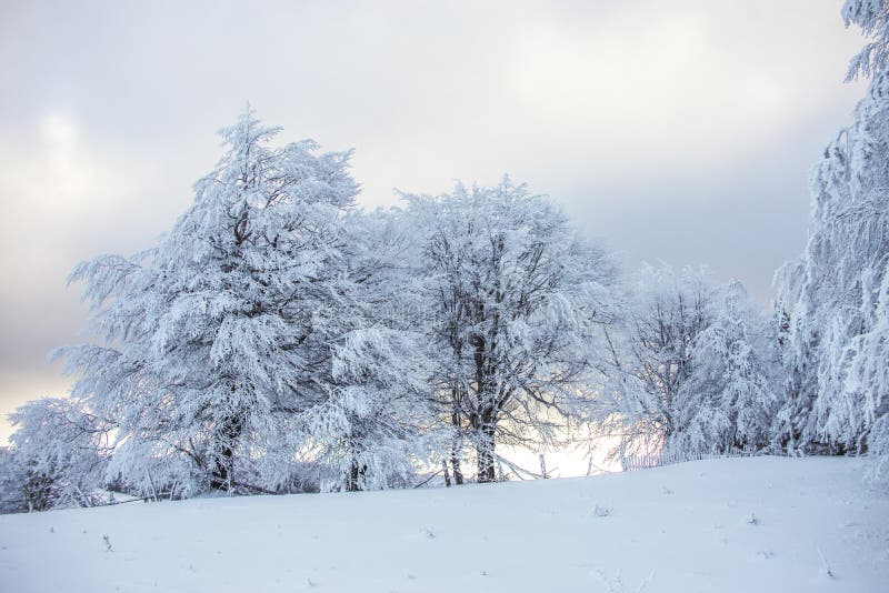 Winter Magic Scene on a Mountain in Romania Stock Photo - Image of ...